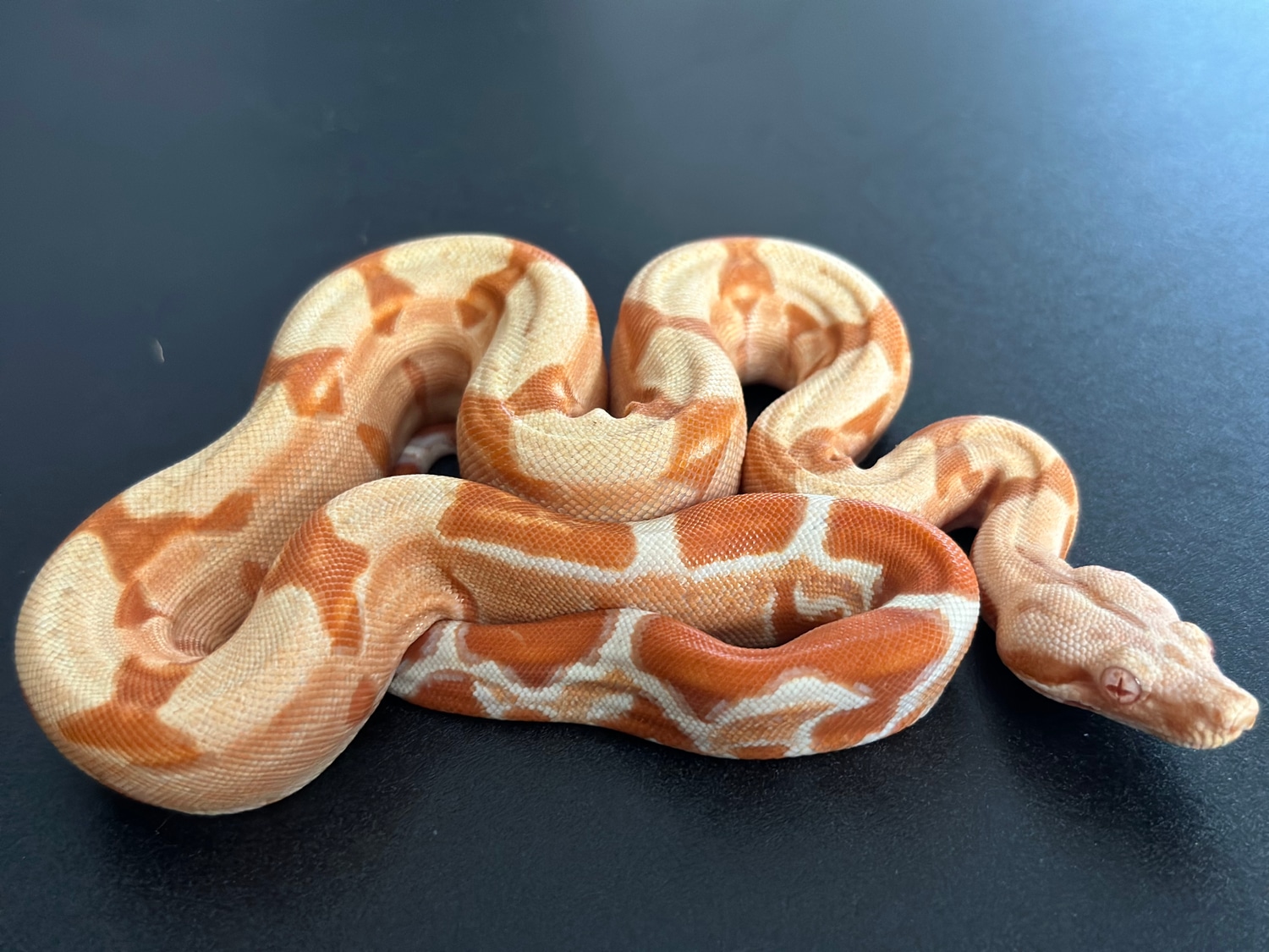 1.0 Kahl Sunglow Boa Constrictor by Florida Man's Canines ...