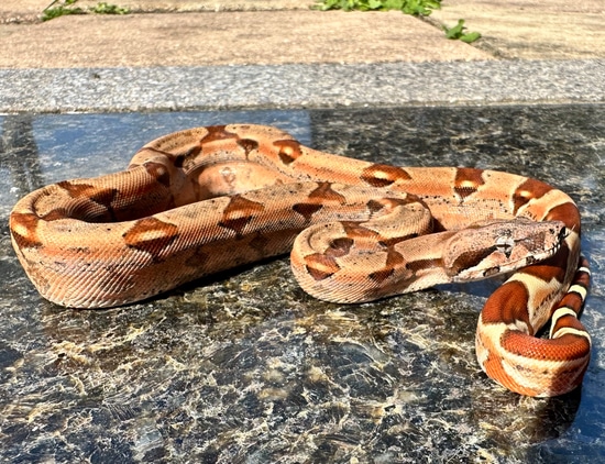0.1 Hypo 100% Het Kahl Boa Constrictor by Florida Man's Boa projects