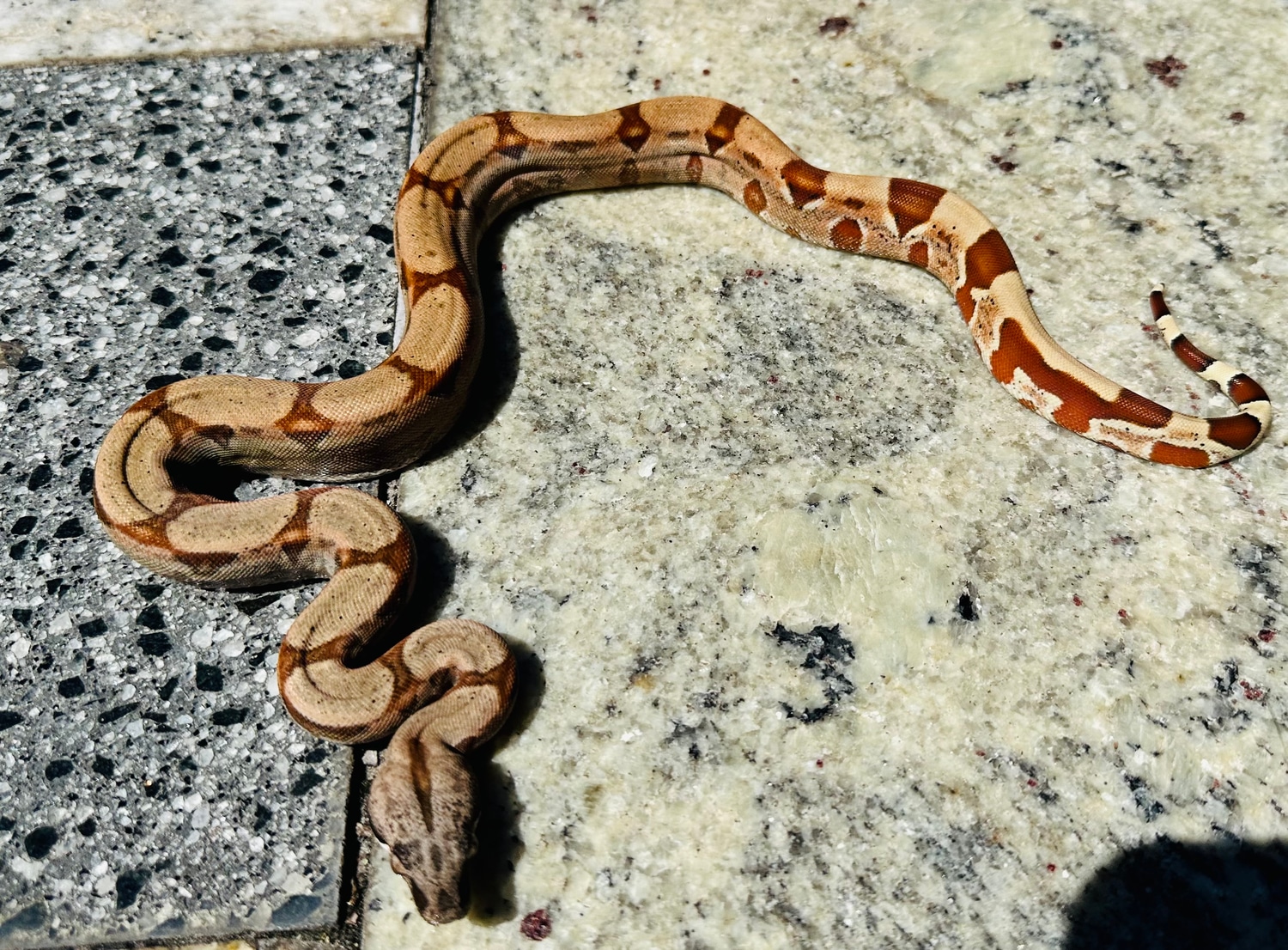 0.1 Hypo Roswell Laddertail 100% Het Kahl Boa Constrictor by Florida ...