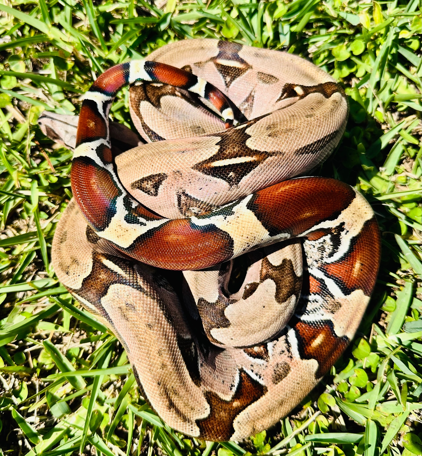 0.1 Futo Line Suriname BCC Boa Constrictor by Florida Man's Boa ...