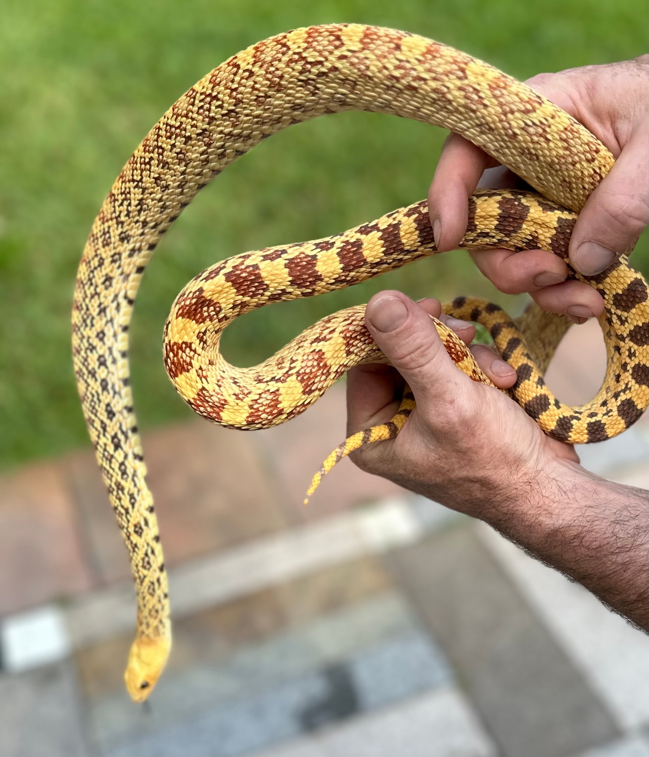 I.0 2021 Hypo Stillwater Bullsnake by Florida Man's Boa projects ...