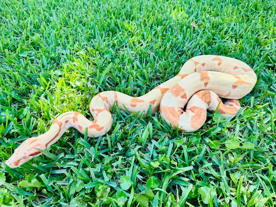 2015 0.1 Super Sunglow Boa Constrictor by Florida Man's Boa projects