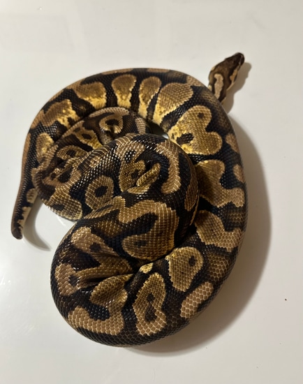 Yellow Belly Pastel Ball Python by Take my balls