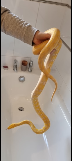 50% Super Dwarf Sunfire Purple Albino Reticulated Python by Exotic Vault