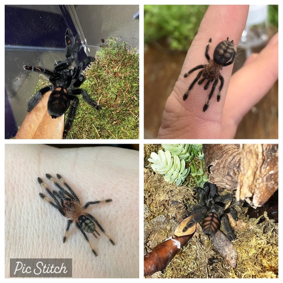 Psalmopoeus Irminia 1 Inch Slings Tarantula by The Critter Vault