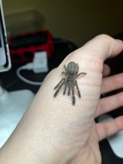 Aspinochilus Rufus (Peach Earth Tiger) Slings Tarantula by The Critter ...