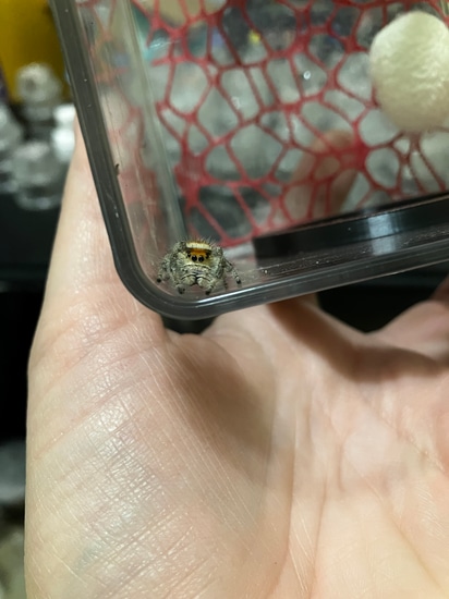 Gravid Phidippus Regius Jumping Spider by The Critter Vault