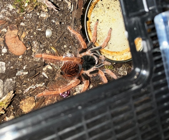 Megaphobema Robustum Female With Freebie Tarantula by The Critter Vault