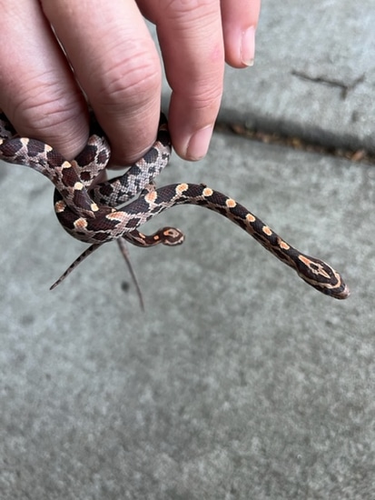 Okeetee (2 Hatchlings) Corn Snake by Lisa’s Reptiles