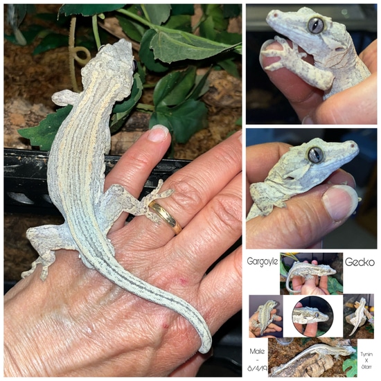 Possible Phantom-Eye Striped Male Gargoyle Gecko by Lisa's Curious ...