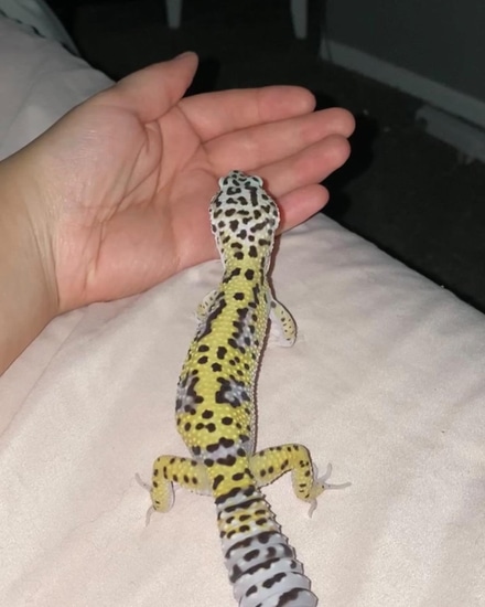 Super Pretty Normal Leopard Gecko by Corona Beardies and Rio Verde Dragons