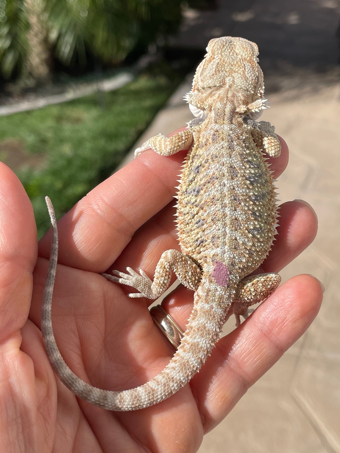 Female Hypo Het Zero And Witblits Central Bearded Dragon by Corona ...