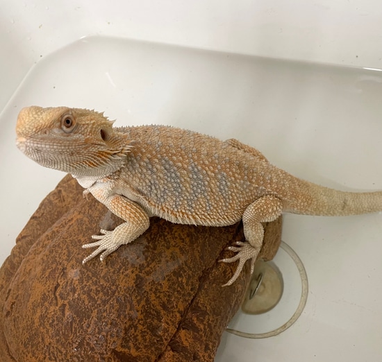 Beautiful Female Sub Adult Hypo Het Wits And Zero Central Bearded ...