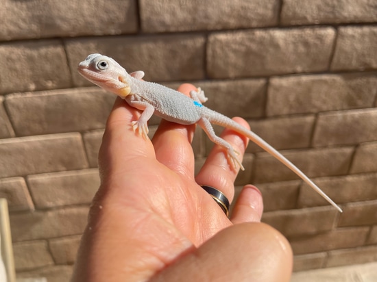 Translucent And Hypo Visual Zero Central Bearded Dragon by Corona ...