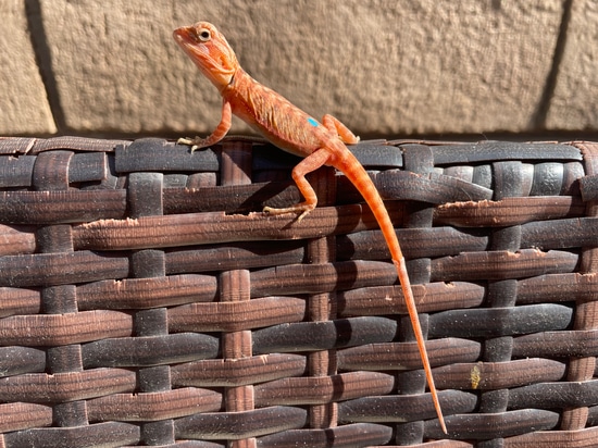 Red Translucent Leatherback Central Bearded Dragon by Corona Beardies ...