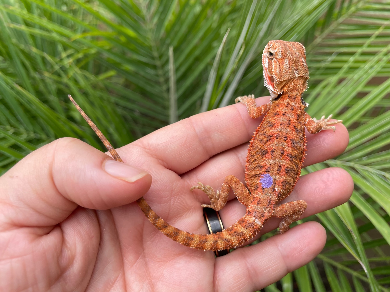 SHIPPING INCLUDED - Female Red-Orange Hypo Central Bearded Dragon by ...