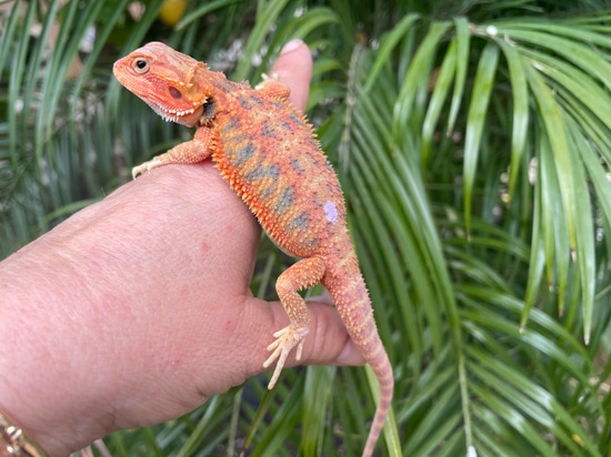 SHIPPING INCLUDED - Beautiful Translucent And Hypo Red Tiger Central ...