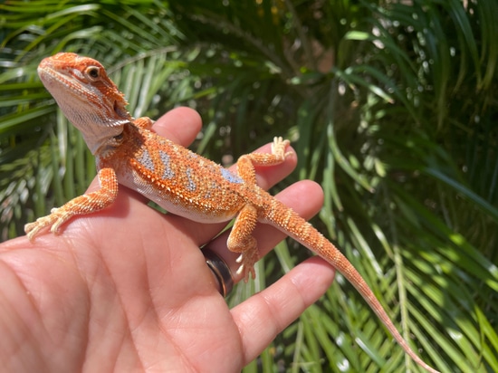 Red-Orange Tiger Hypo With Great Blue Bars Central Bearded Dragon by ...