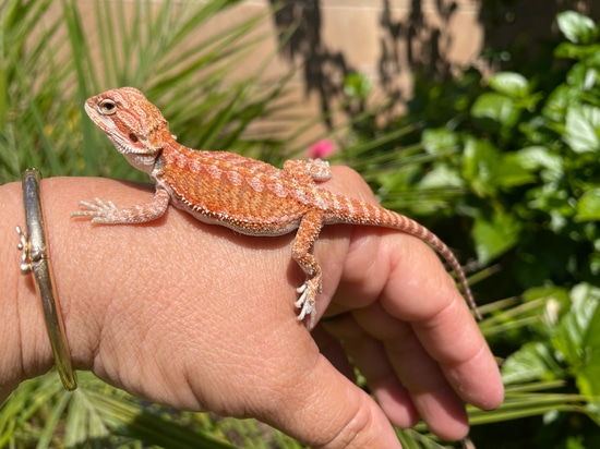 Red Hypo Het Translucent Central Bearded Dragon by Corona Beardies and ...