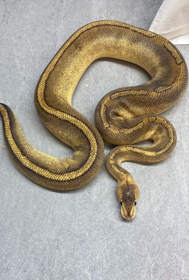 Champagne YB Het Albino Ball Python by Regal Royals