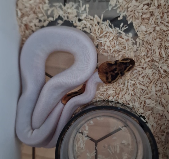 Special Pied Ball Python by Regal Royals