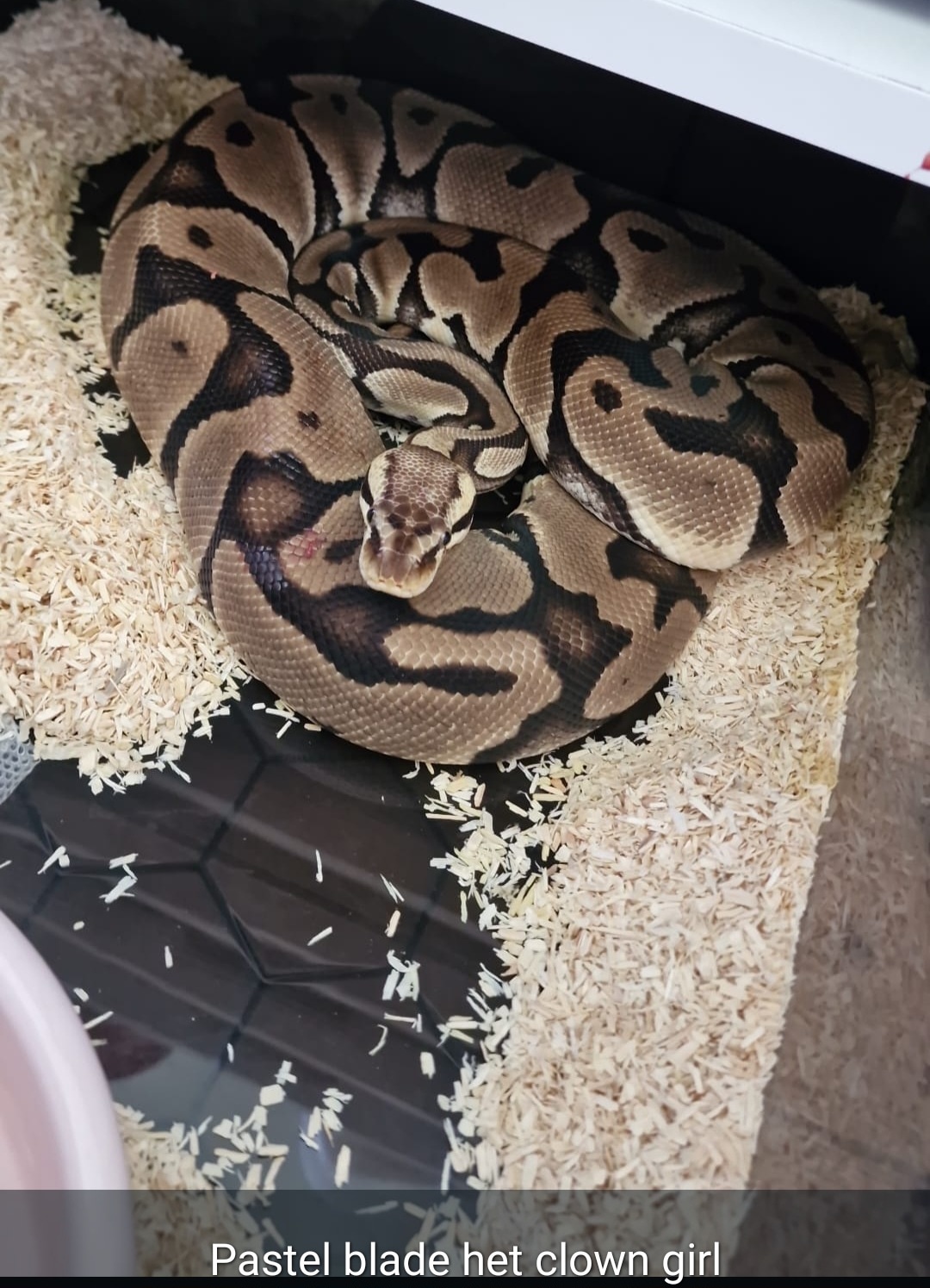 Pastel Blade Het Clown Ball Python by Regal Royals - MorphMarket