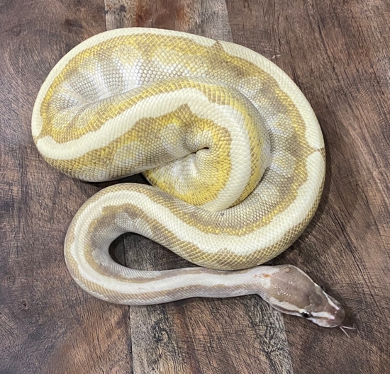 Pastel GHI Enchi Soulsucker Ball Python by Lisa’s Balls