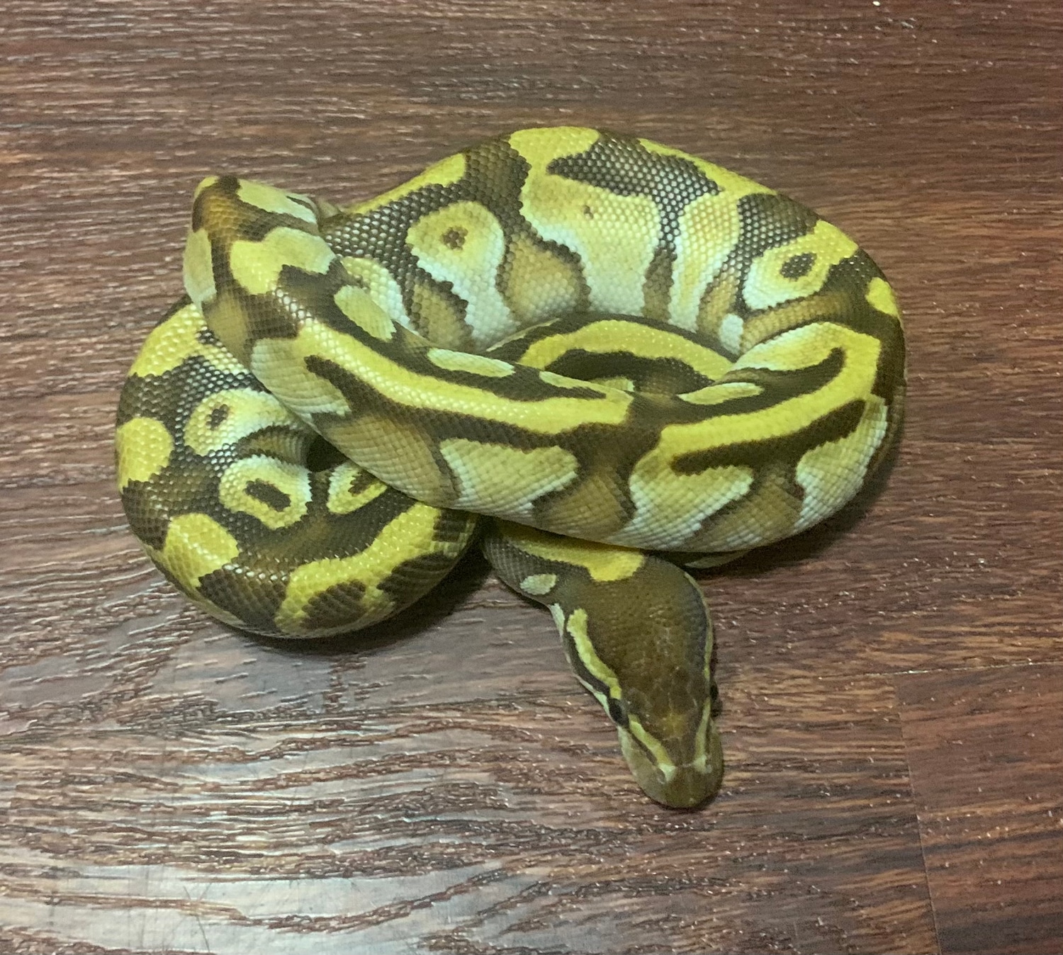 Mystic OR Mojave Enchi Ball Python by Lisa’s Balls - MorphMarket