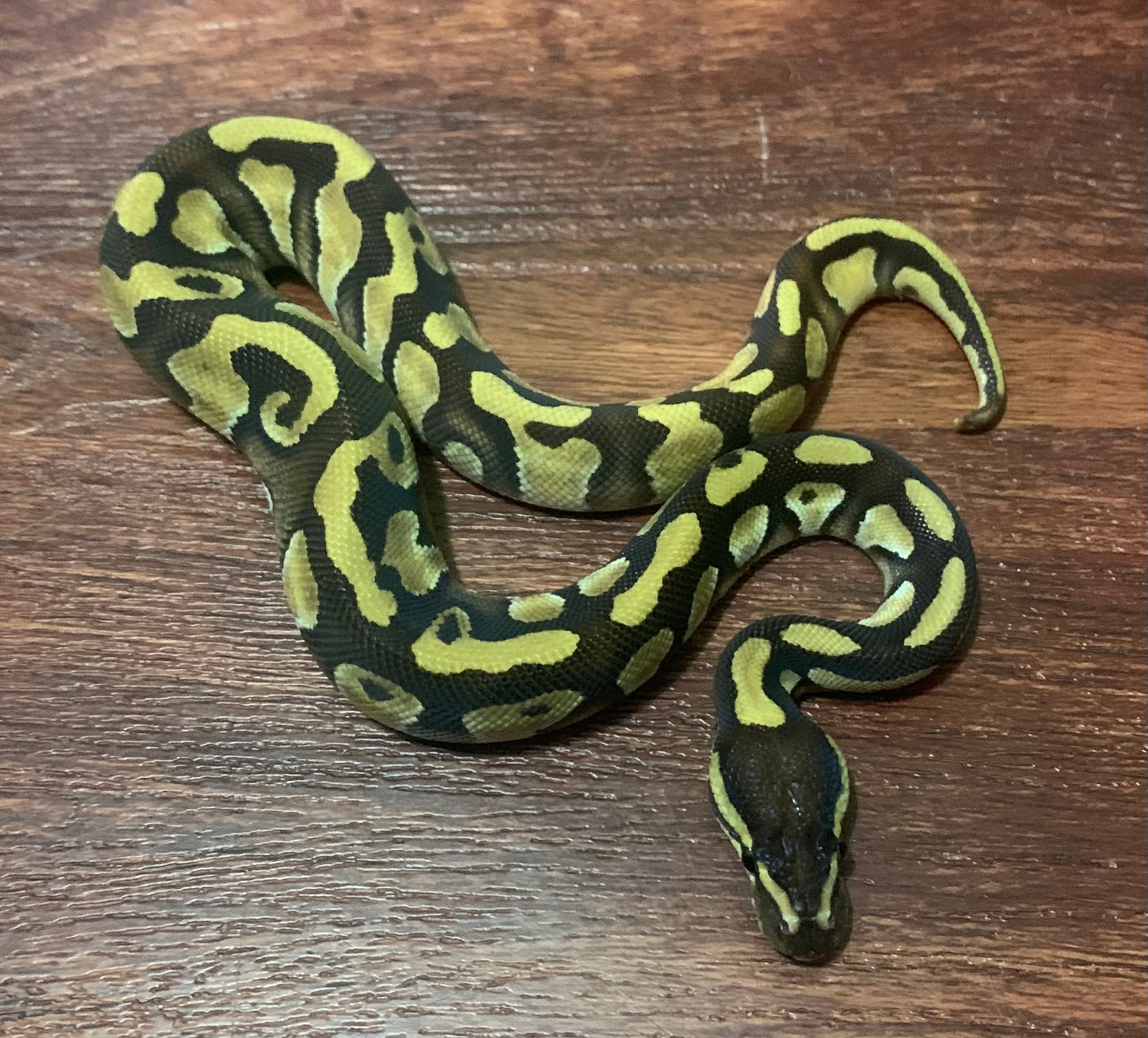 Mojave Enchi Ball Python by Lisa’s Balls - MorphMarket