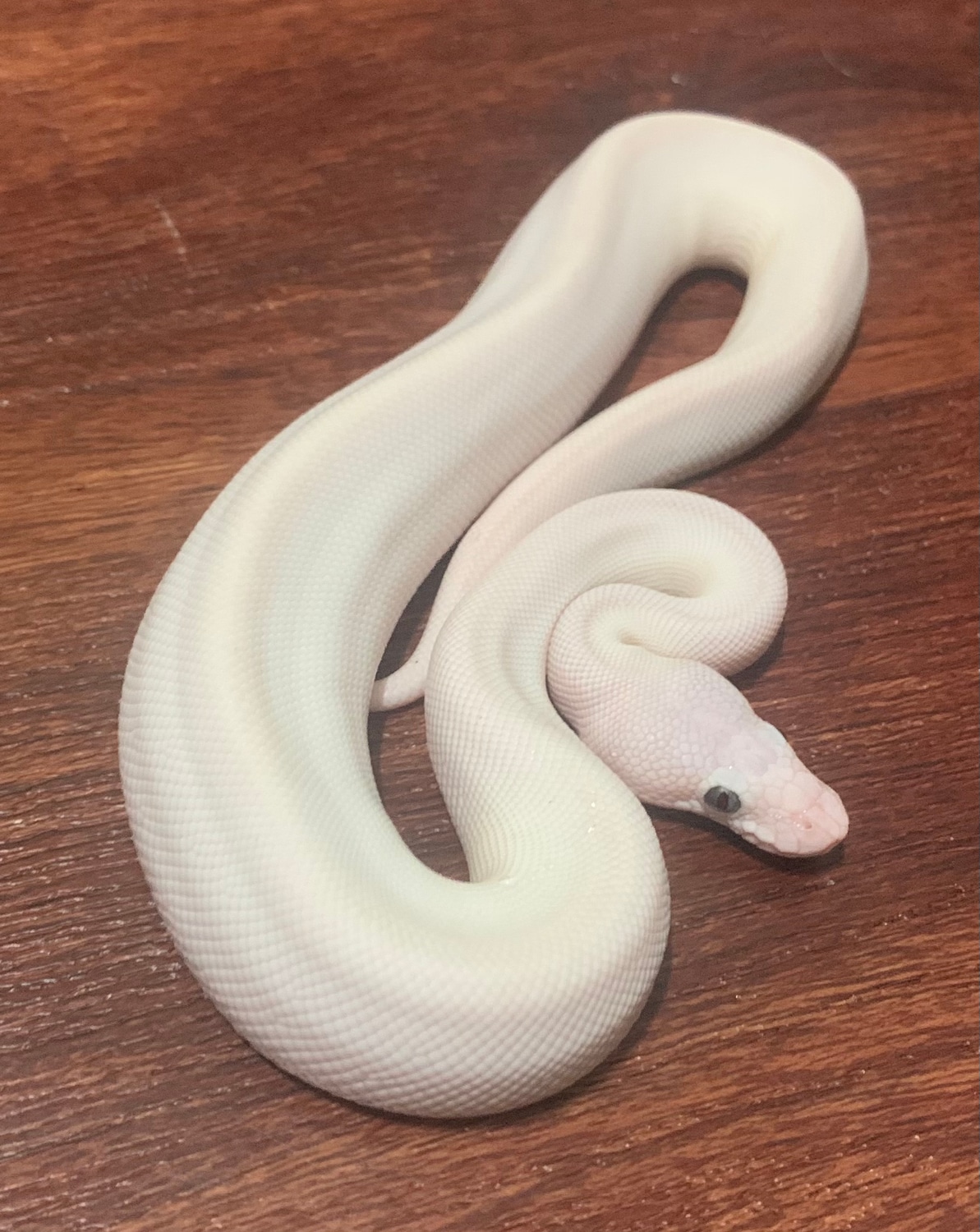 Blue Eyed Lucy Ball Python by Lisa’s Balls - MorphMarket
