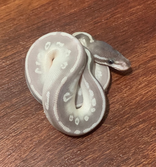 Purple Passion Ball Python by Lisa’s Balls