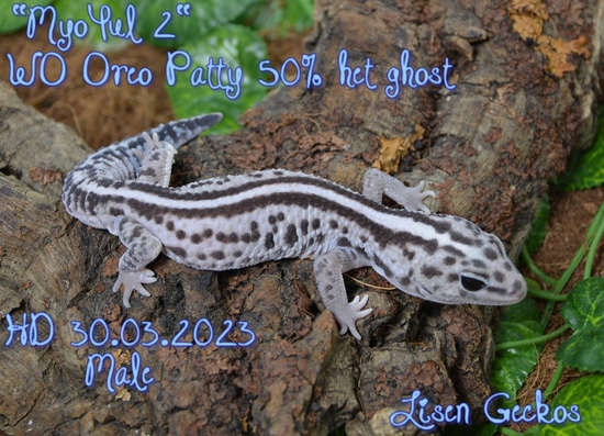 Whiteout Oreo Patternless Stripe 50% Het Ghost African Fat-Tailed Gecko ...