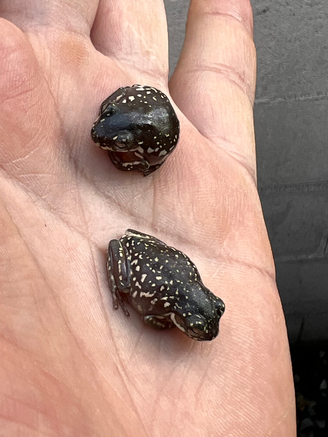 High Blue Snowflake White's Tree Frog by A Tree Frog Collective ...