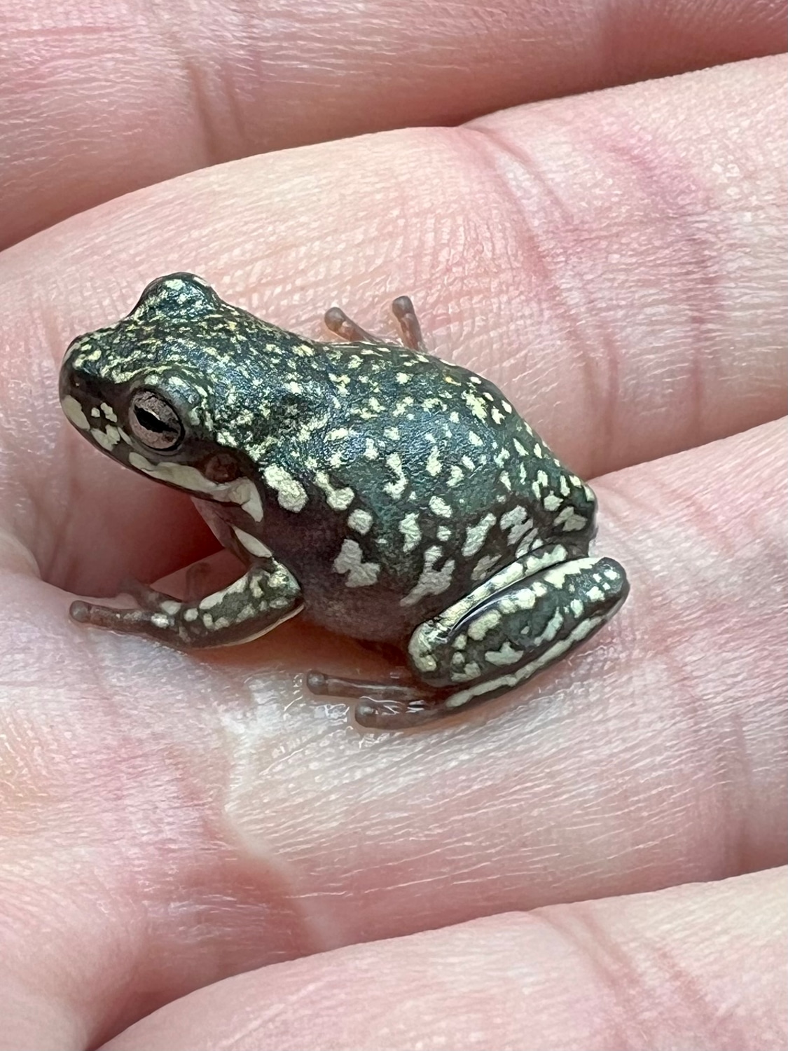 Goldflake X Wc Snowflake New Bloodline White's Tree Frog by A Tree Frog ...