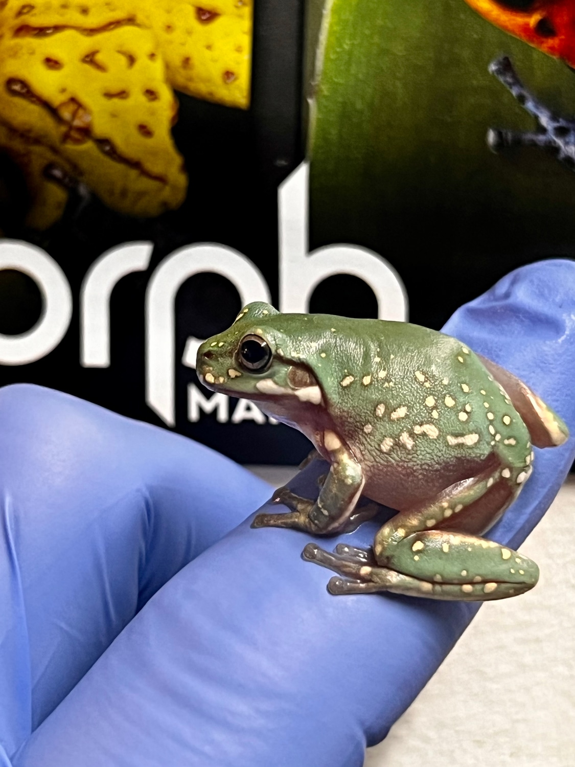 Indo WC Snowflake X Goldflake New Bloodline White's Tree Frog by A Tree Frog Collective ...