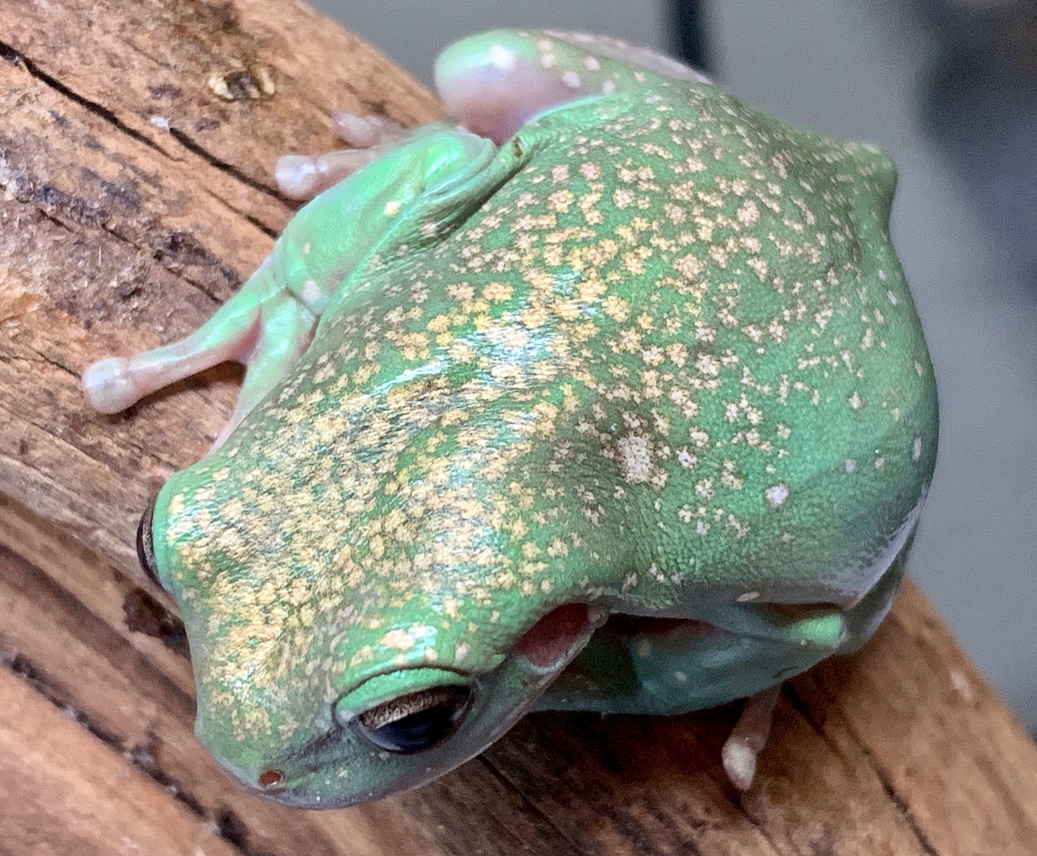 Goldflake White's Tree Frog by A Tree Frog Collective - MorphMarket