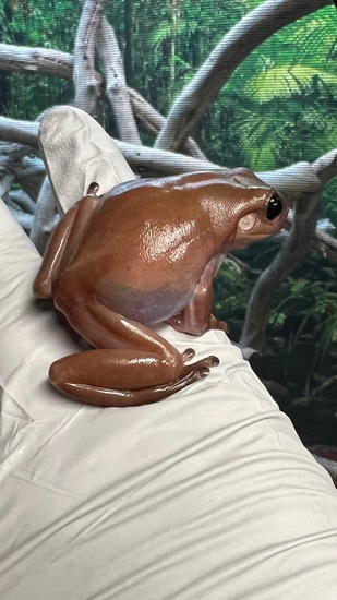 Plum/Melanistic White's Tree Frog by A Tree Frog Collective