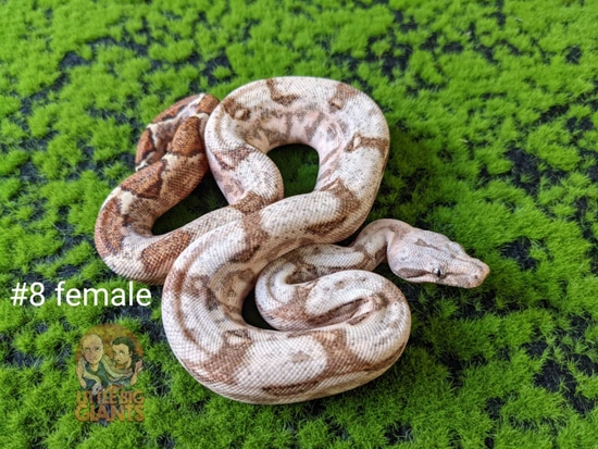 Hog Island Orange Line Boa Constrictor by Little-big-giants