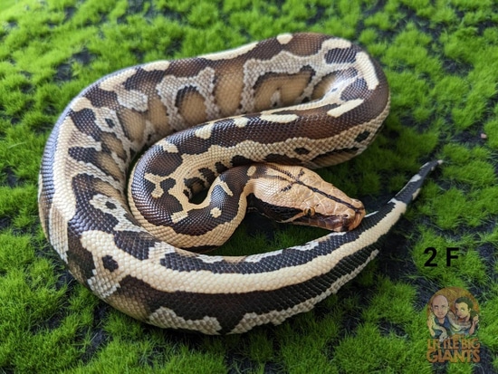 Genetic Striped Borneo Short-Tailed Python by Little-big-giants