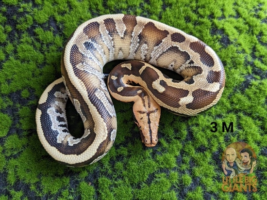 Genetic Stripe Borneo Short-Tailed Python by Little-big-giants