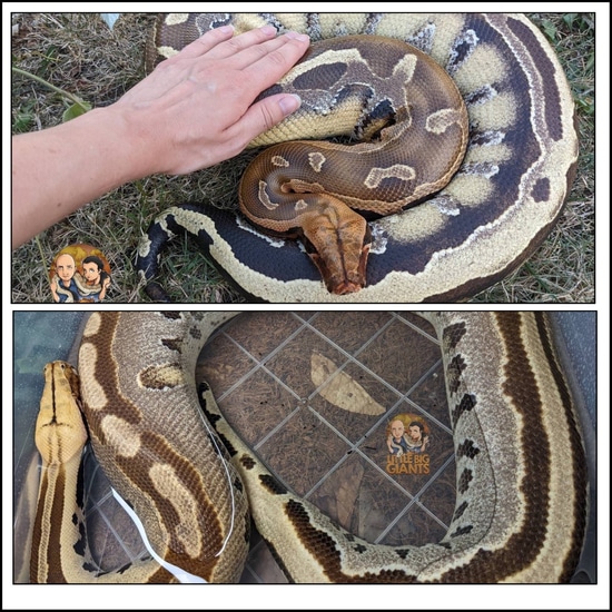 1.1 Borneo Shorttail - Python Breitensteini Borneo Short-Tailed Python ...