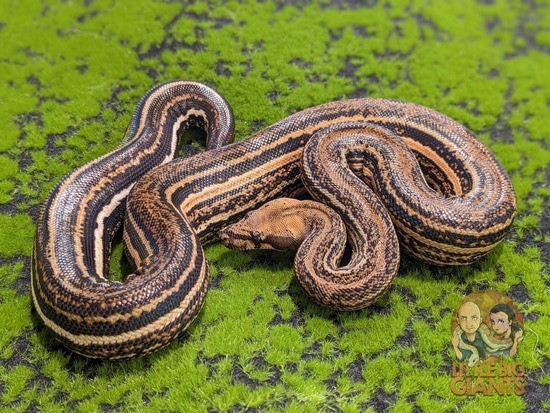 Mandarinbelly Inca Leopard Aka Inca SuperNova Boa Constrictor by Little ...