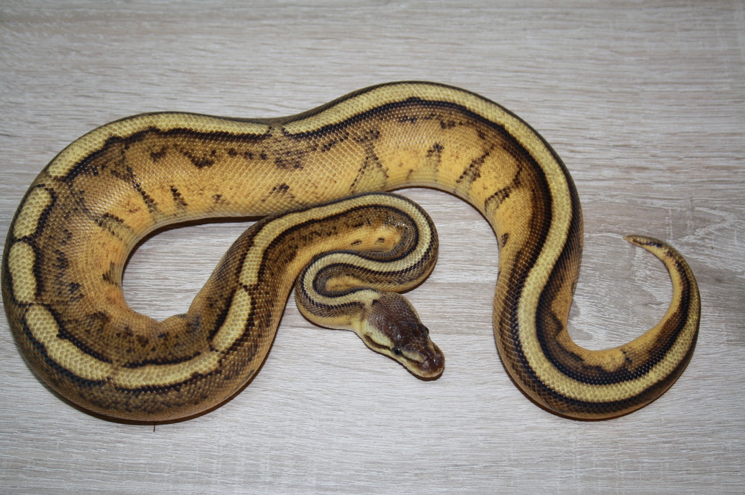 Pastel Genetic Stripe Ball Python by Andreas Löslein ( Little-Regius ...