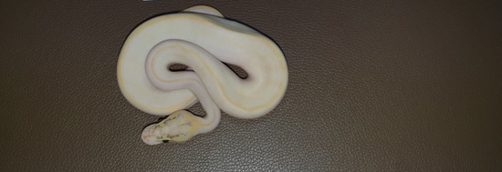 Ivory Ball Python by Andreas Löslein ( Little-Regius-Town