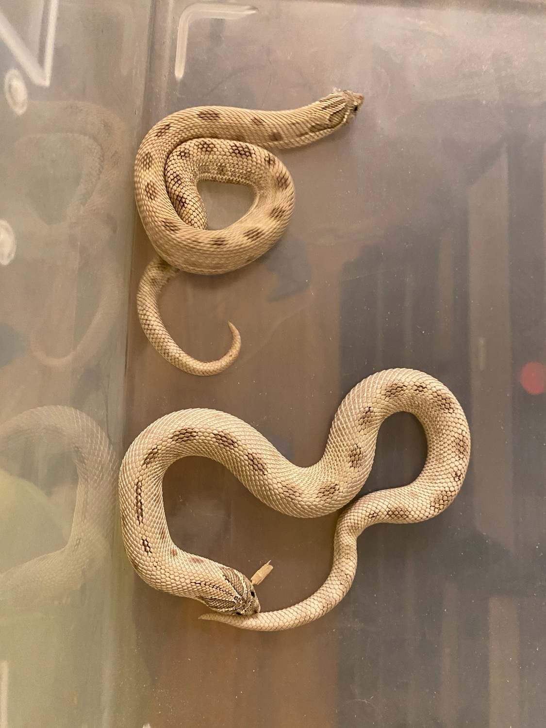 Axanthic Anaconda Western Hognose by Little rascal reptiles - MorphMarket