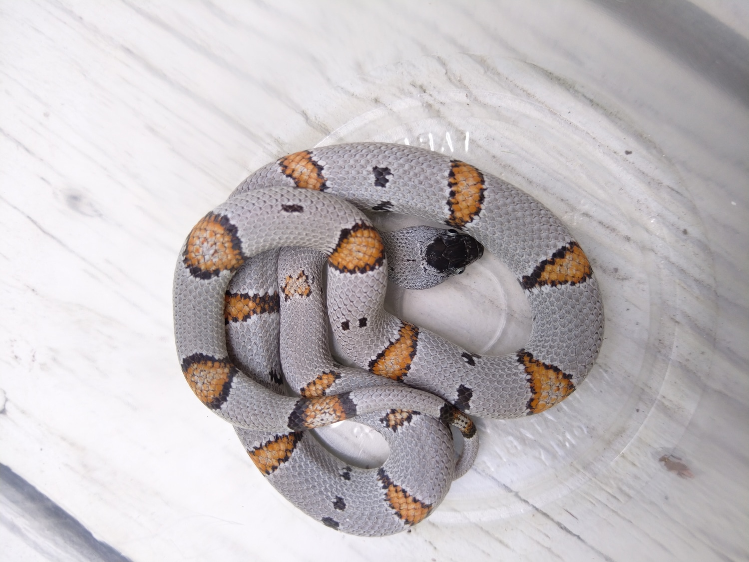 Grey Banded Kingsnake Gray-banded Kingsnake by Prehistoric Gems ...