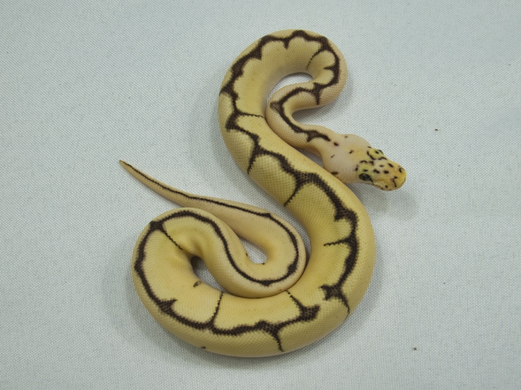 Bumblebee Clown Ball Python by Prehistoric Gems - MorphMarket