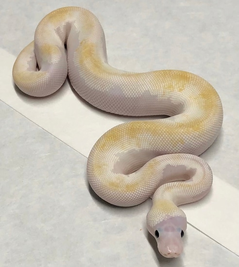 Alien Ball Python by Prehistoric Gems
