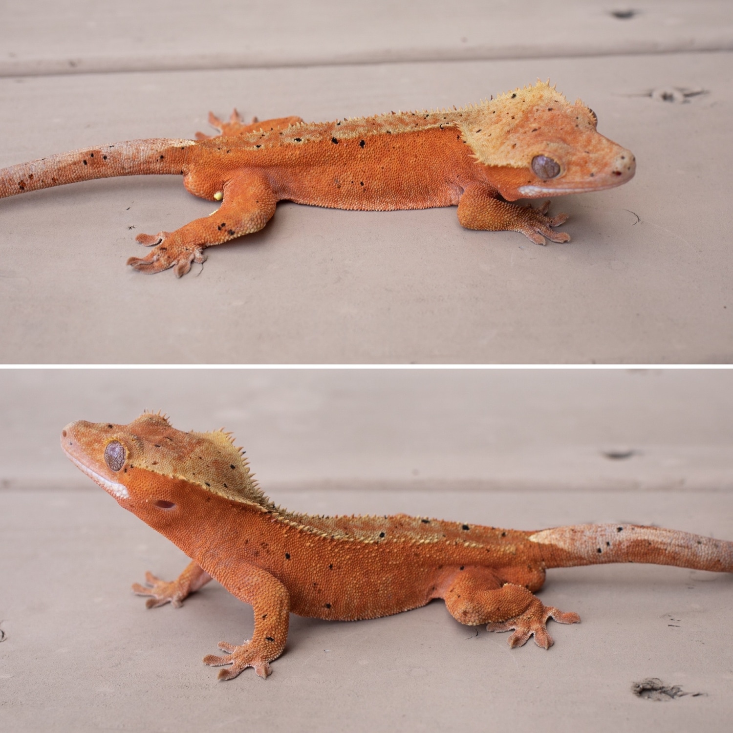 Bright Mardi Gras Dal Crested Gecko by Little Beasty Reptiles - MorphMarket