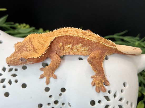NPV Crowned Red Crested Gecko by Little Beasty Reptiles